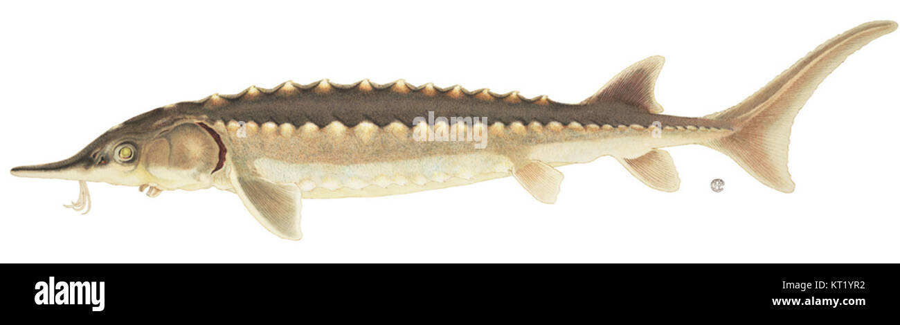 Acipenser oxyrinchus oxyrinchus hi-res stock photography and images - Alamy