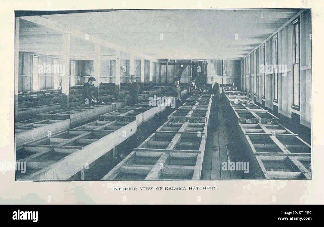 The interior view of Kalama Hatchery showcases the layout and structure ...