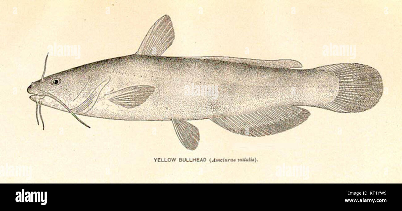 32799 Yellow Bullhead Stock Photo - Alamy