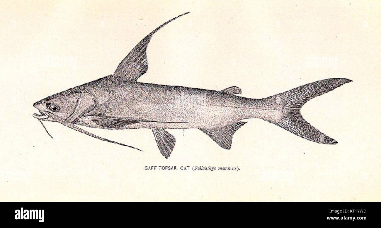 The 32810 Gaff-Topsail Cat refers to a type of sailing vessel known for ...