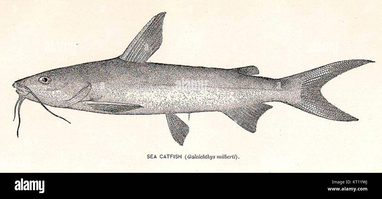 Species of sea catfish in hi-res stock photography and images - Alamy