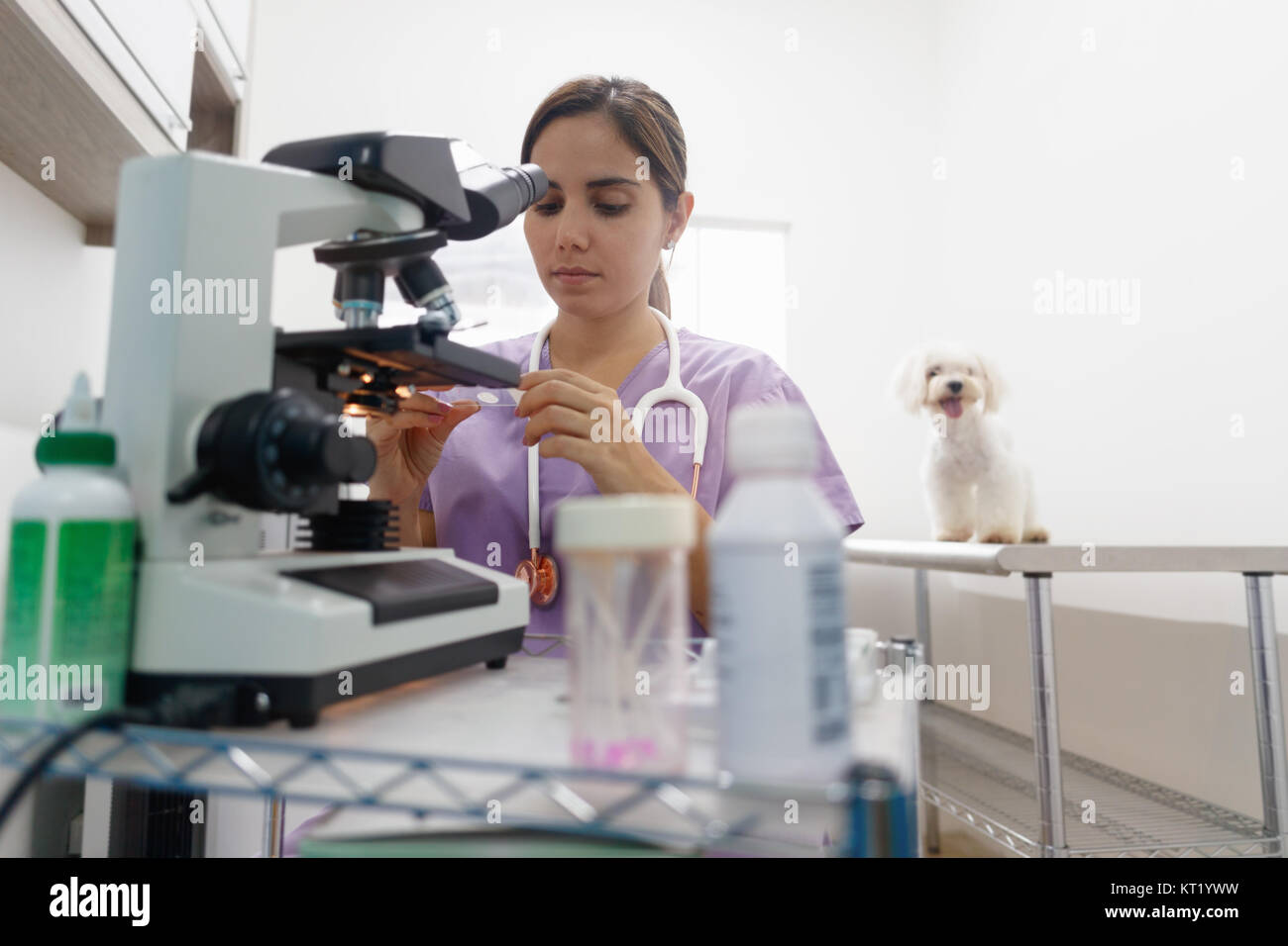 Young latina woman working as veterinary, vet during visit. Animal ...