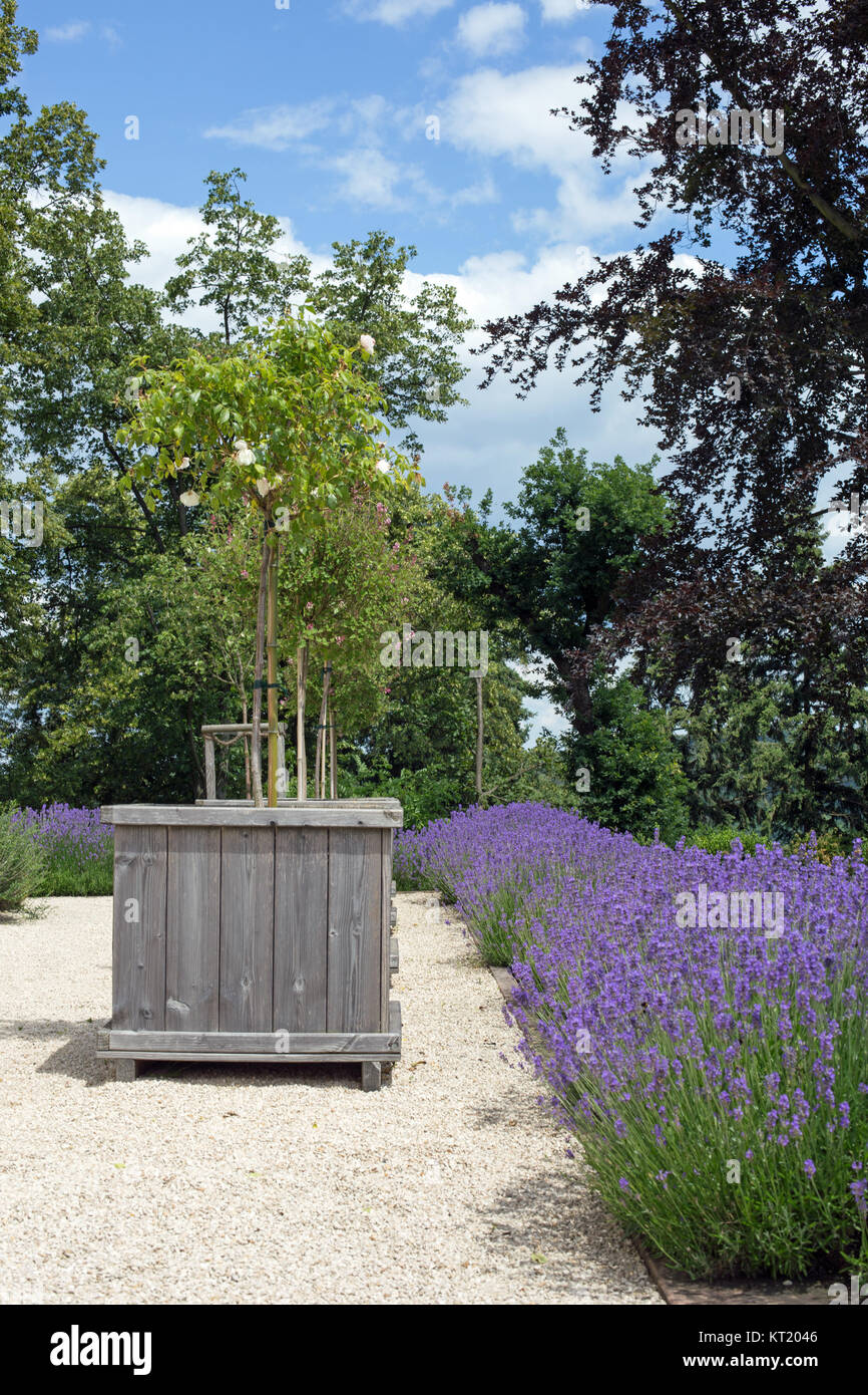 Lavender plant bucket hi-res stock photography and images - Alamy