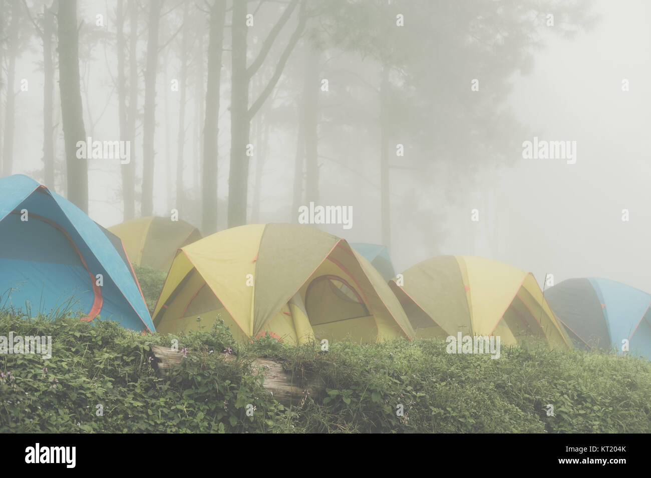 tourist tent in mist & fog. camping in pine tree forest. travel ...