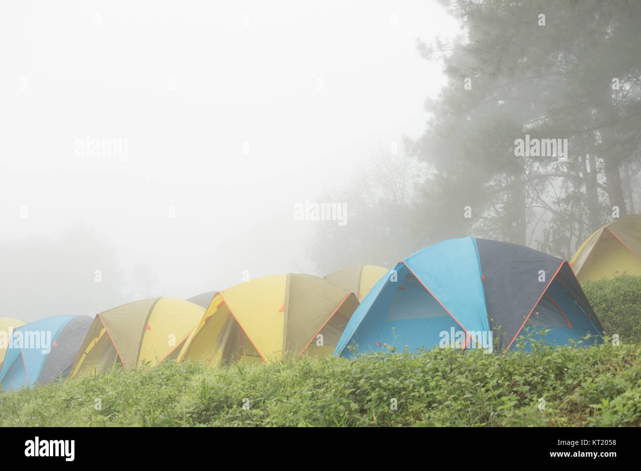 tourist tent in mist & fog. camping in pine tree forest. travel ...