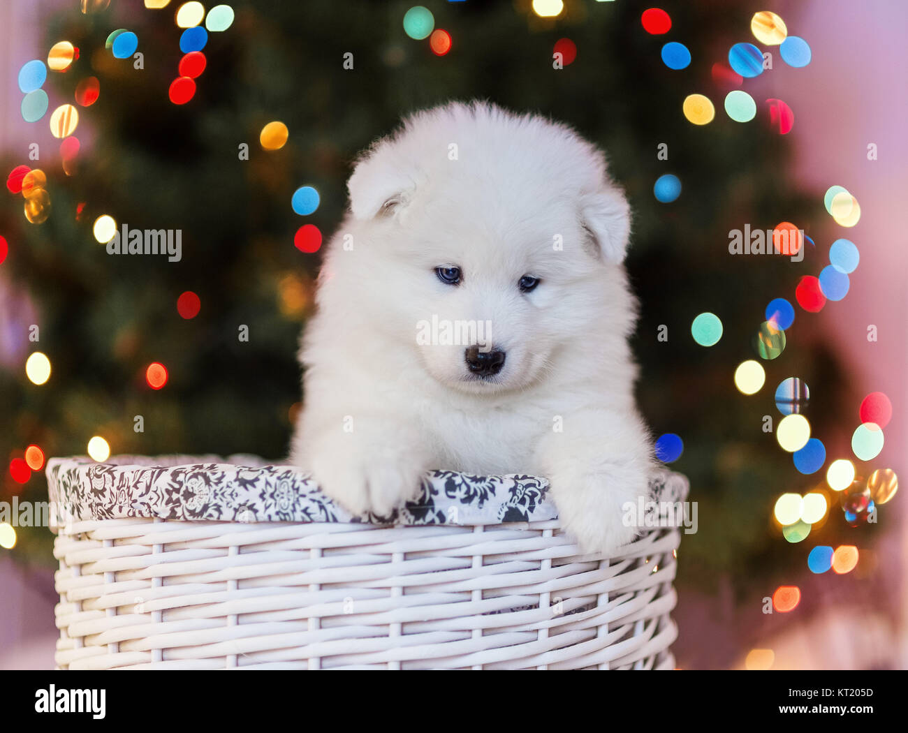 white puppy Samoyed Stock Photo - Alamy