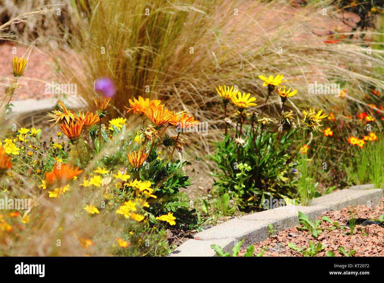 Yellow firewheel flowers (gaillardia pulchella) blooming in flowerbed ...