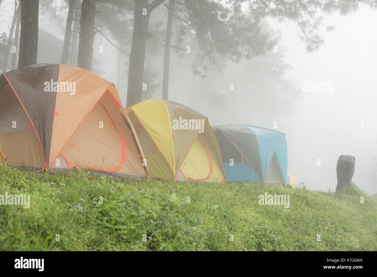 tourist tent in mist & fog. camping in pine tree forest. travel ...