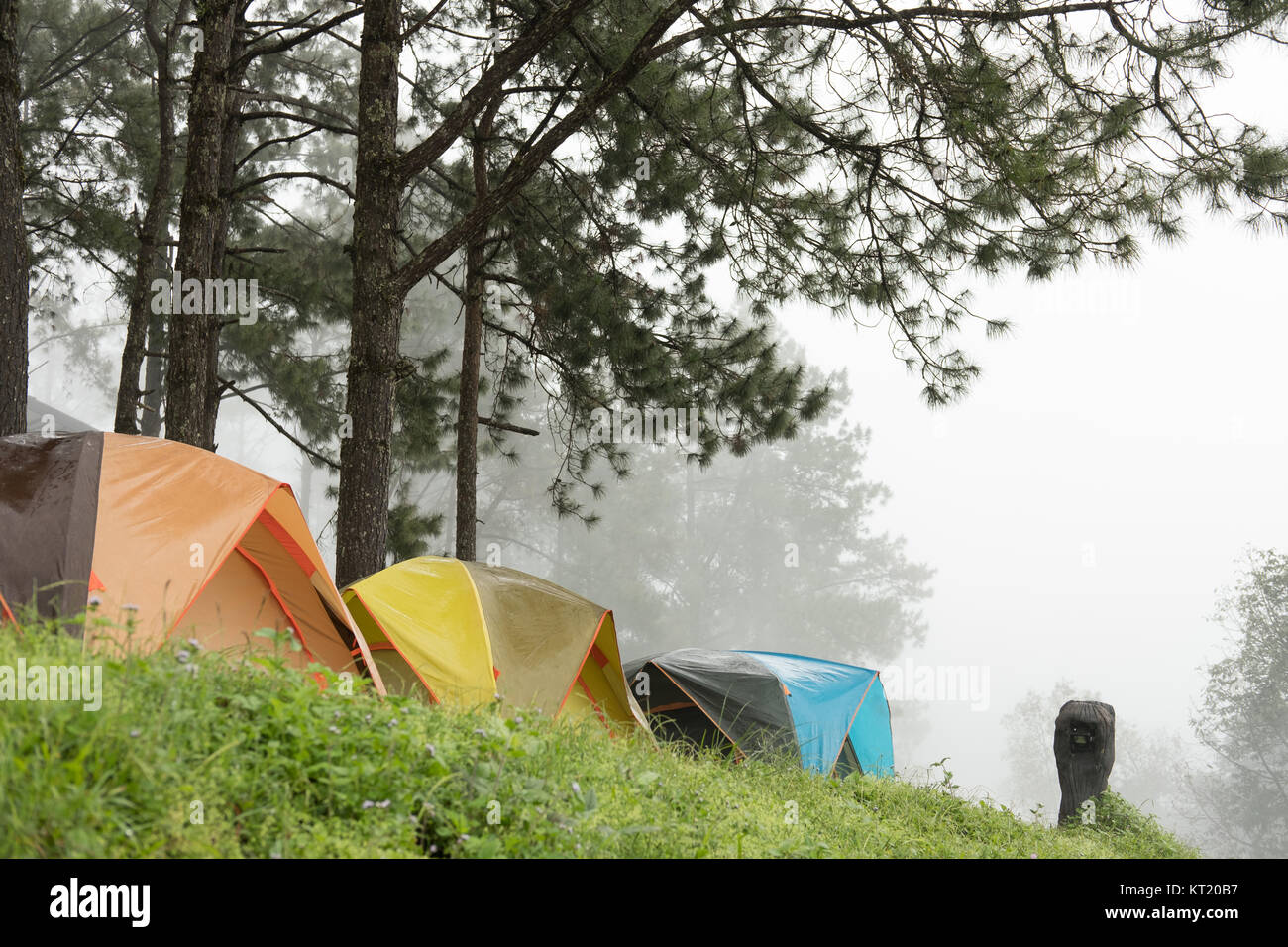 tourist tent in mist & fog. camping in pine tree forest. travel ...