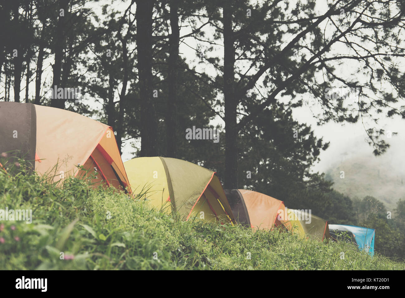 tourist tent in mist & fog. camping in pine tree forest. travel ...