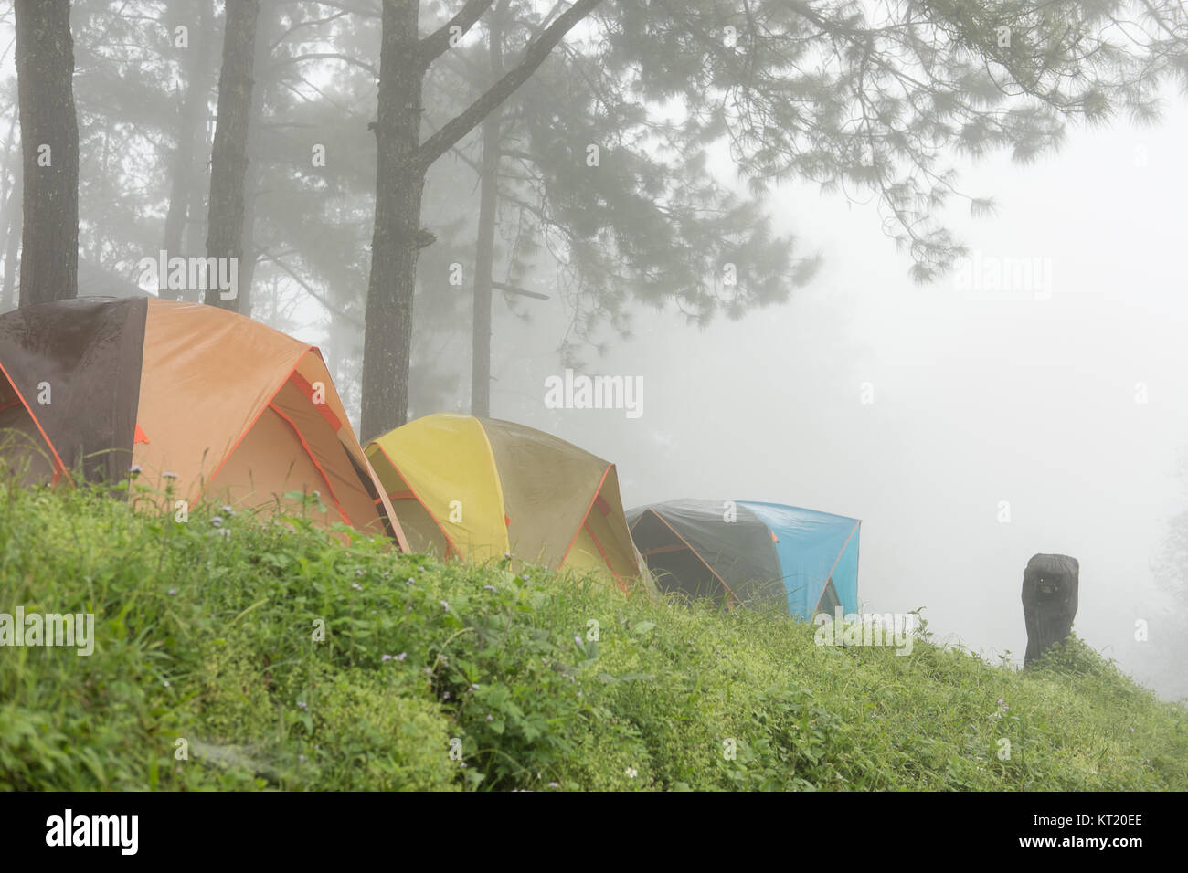 tourist tent in mist & fog. camping in pine tree forest. travel ...