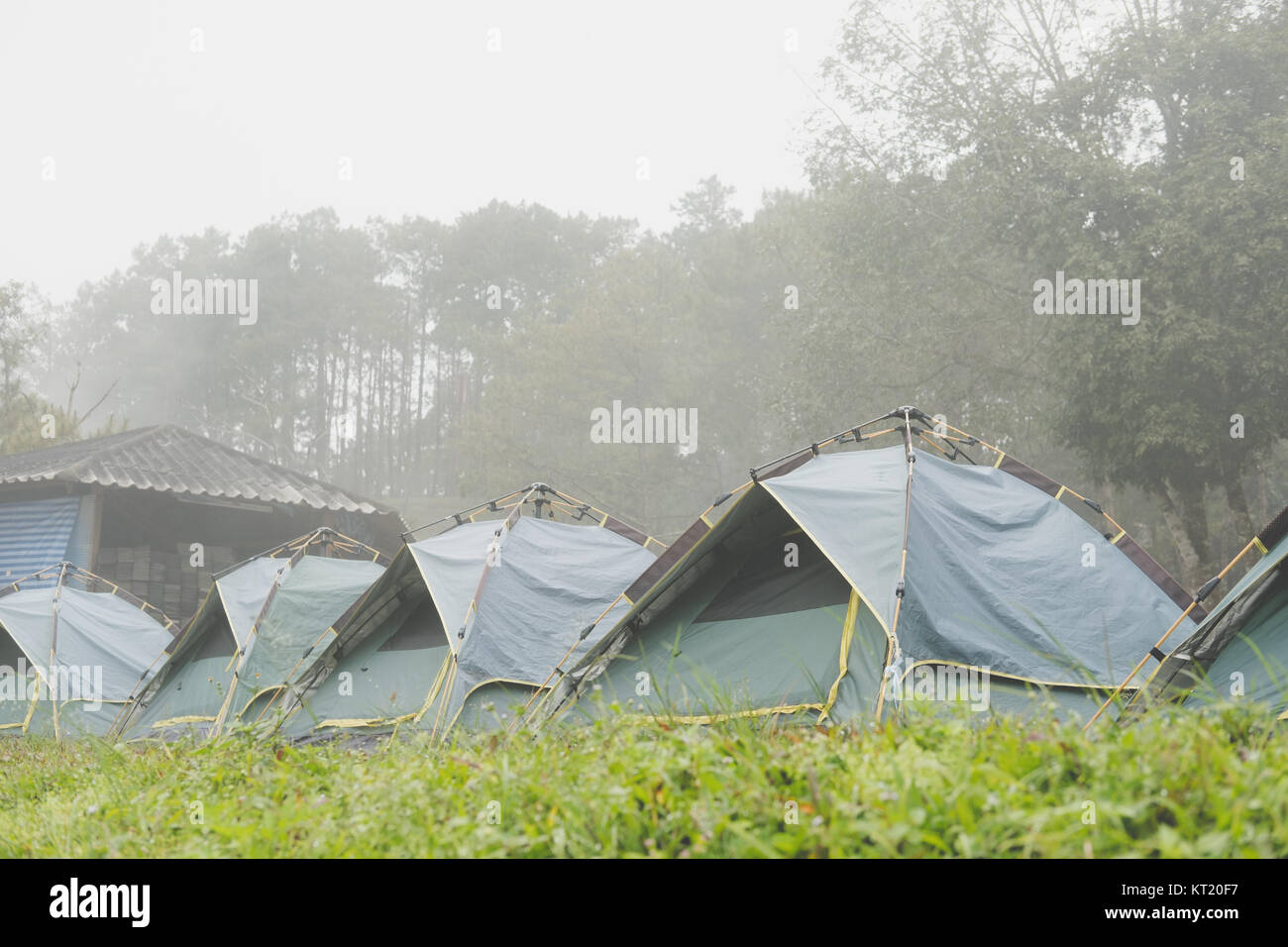 tourist tent in mist & fog. camping in pine tree forest. travel ...