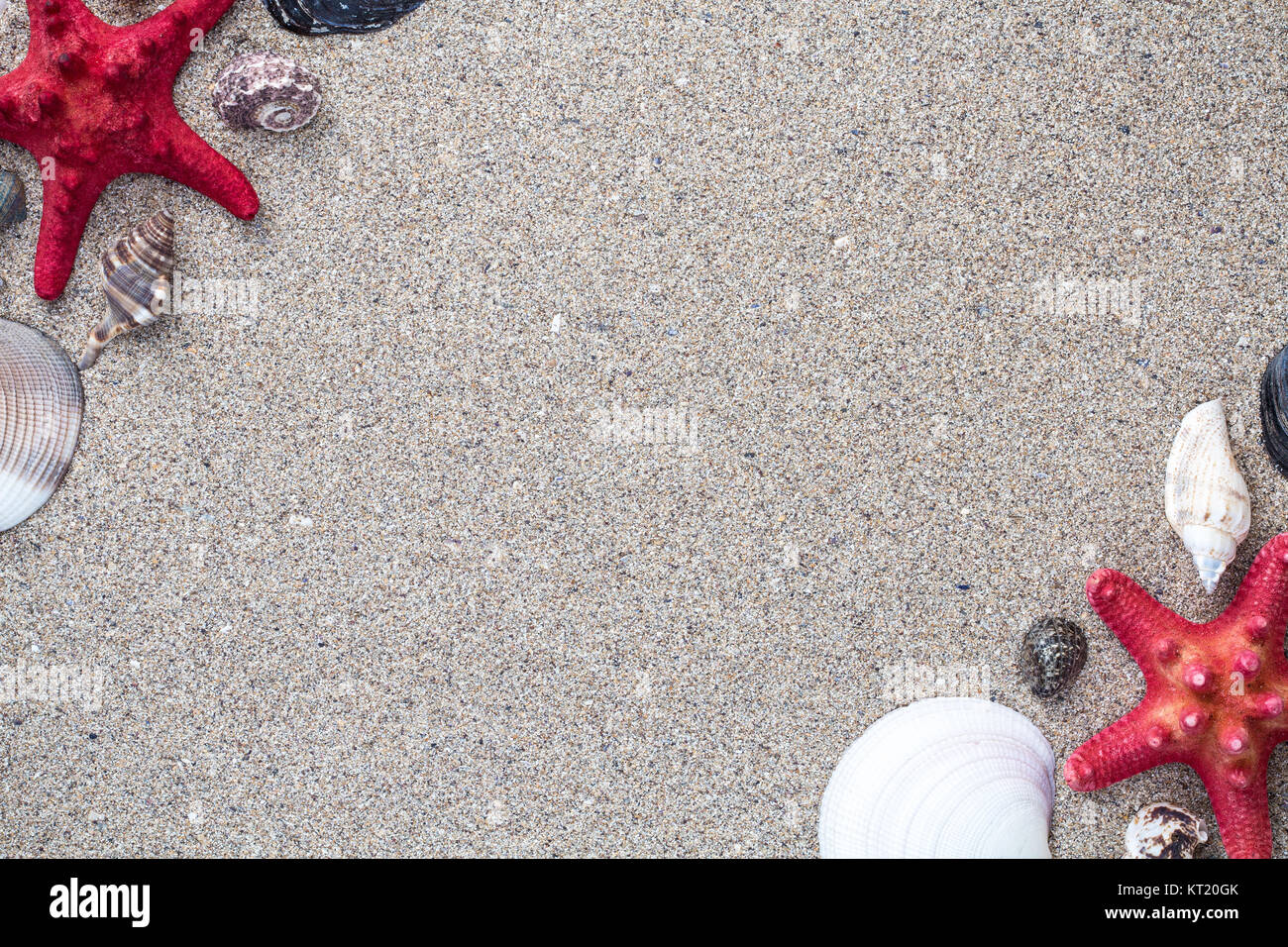 Sea shells and star fish on sandy background Stock Photo - Alamy