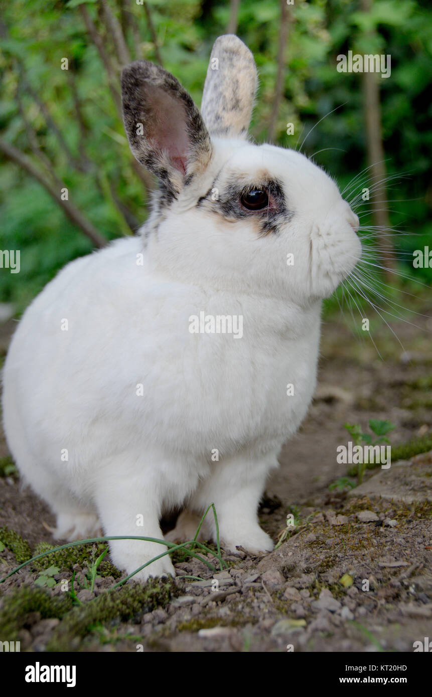 bunny in the garden Stock Photo - Alamy