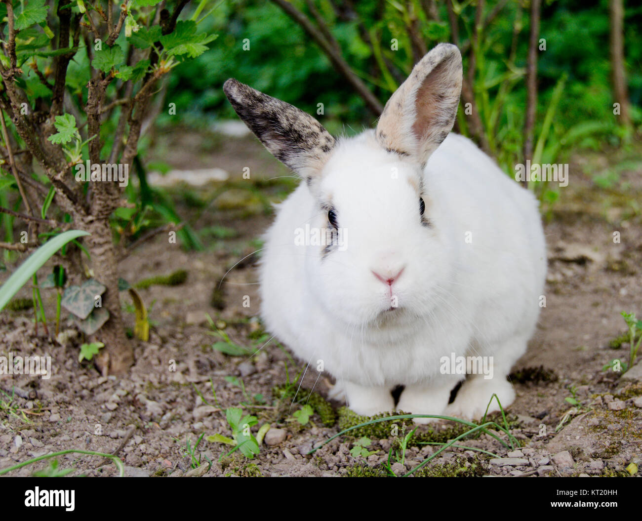 bunny in the garden Stock Photo - Alamy
