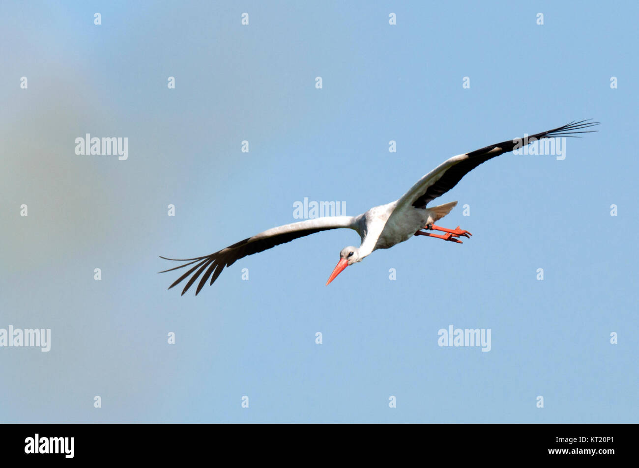 stork in flight Stock Photo - Alamy