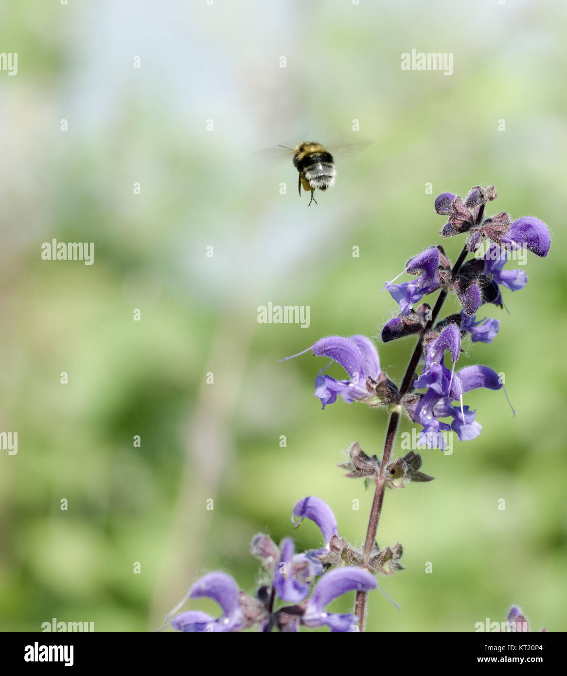 bumblebee in flight Stock Photo - Alamy