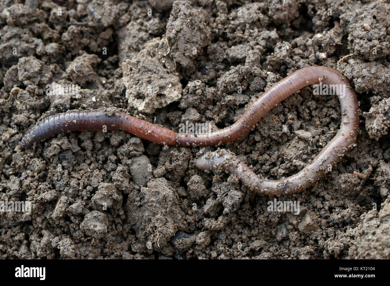 Manure Worm High Resolution Stock Photography and Images - Alamy