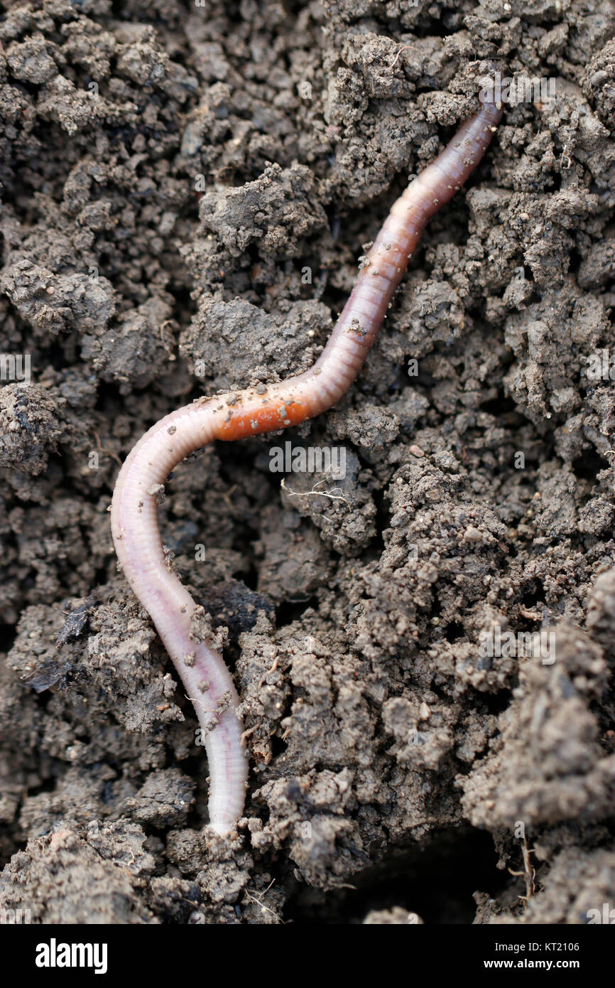 Inverterbrate hi-res stock photography and images - Alamy