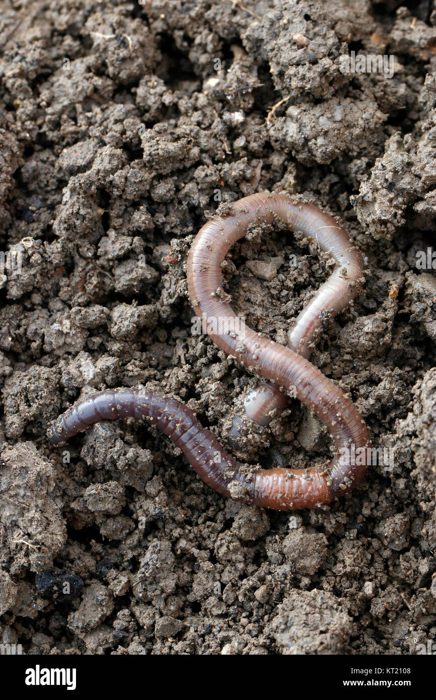 Inverterbrate hi-res stock photography and images - Alamy