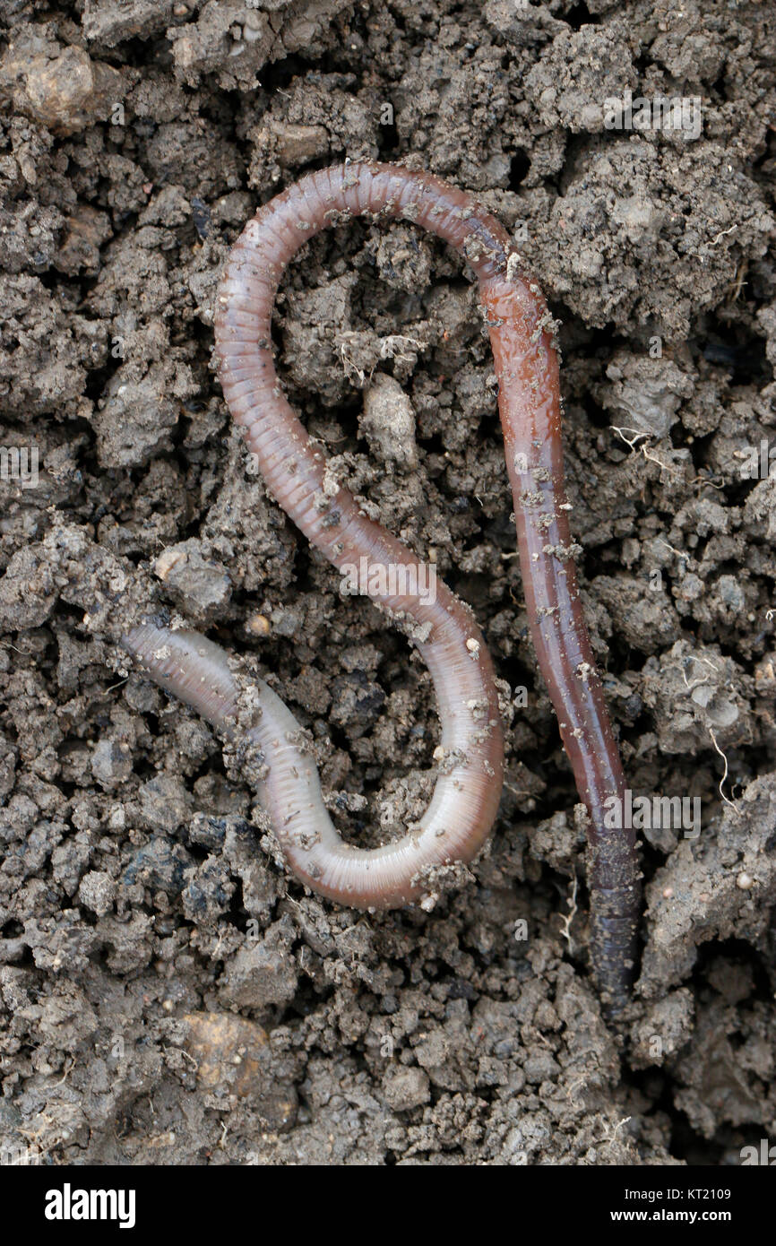 Earthworm agriculture hi-res stock photography and images - Alamy