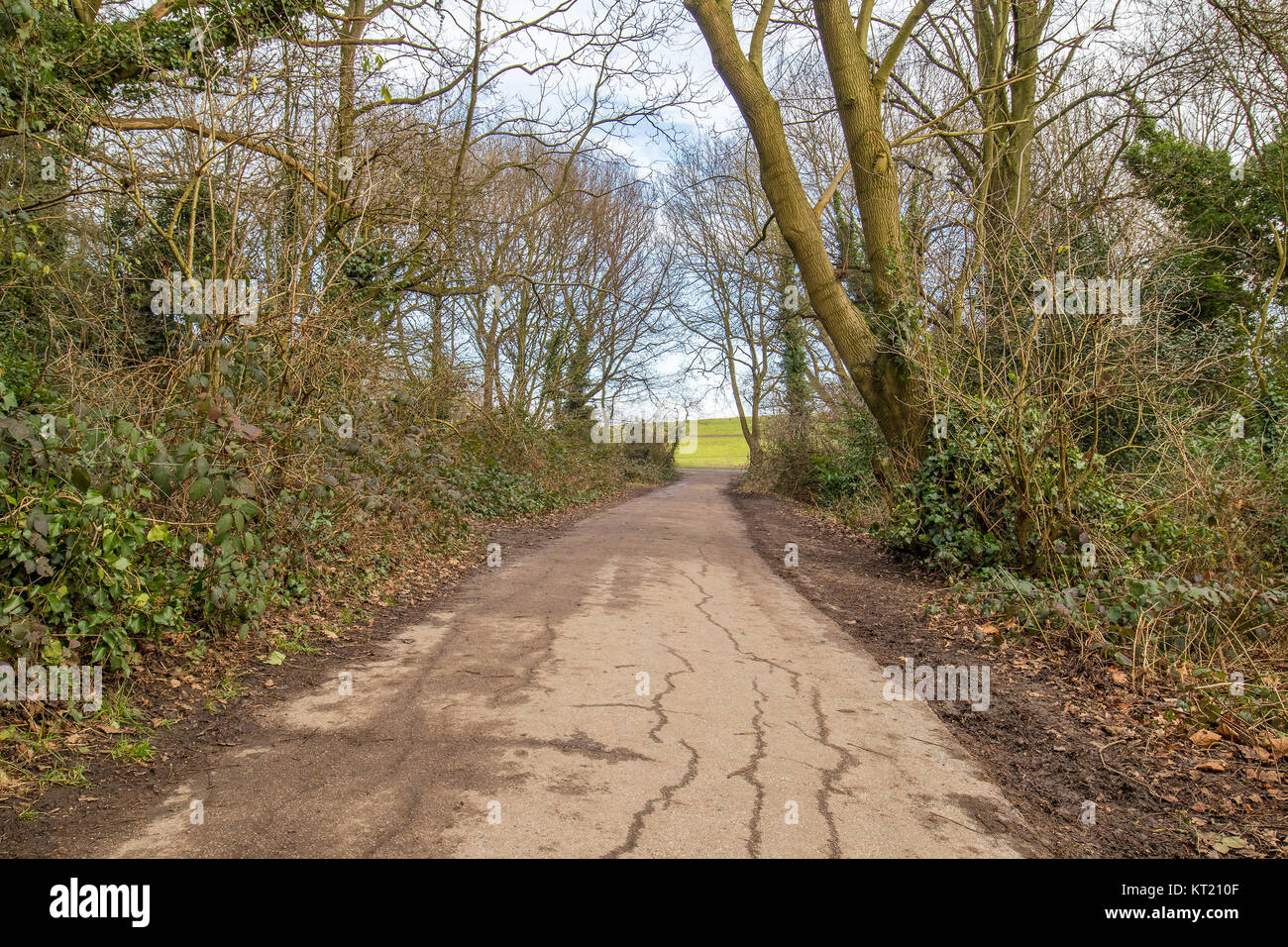 walking path made of old tar in a park Stock Photo - Alamy