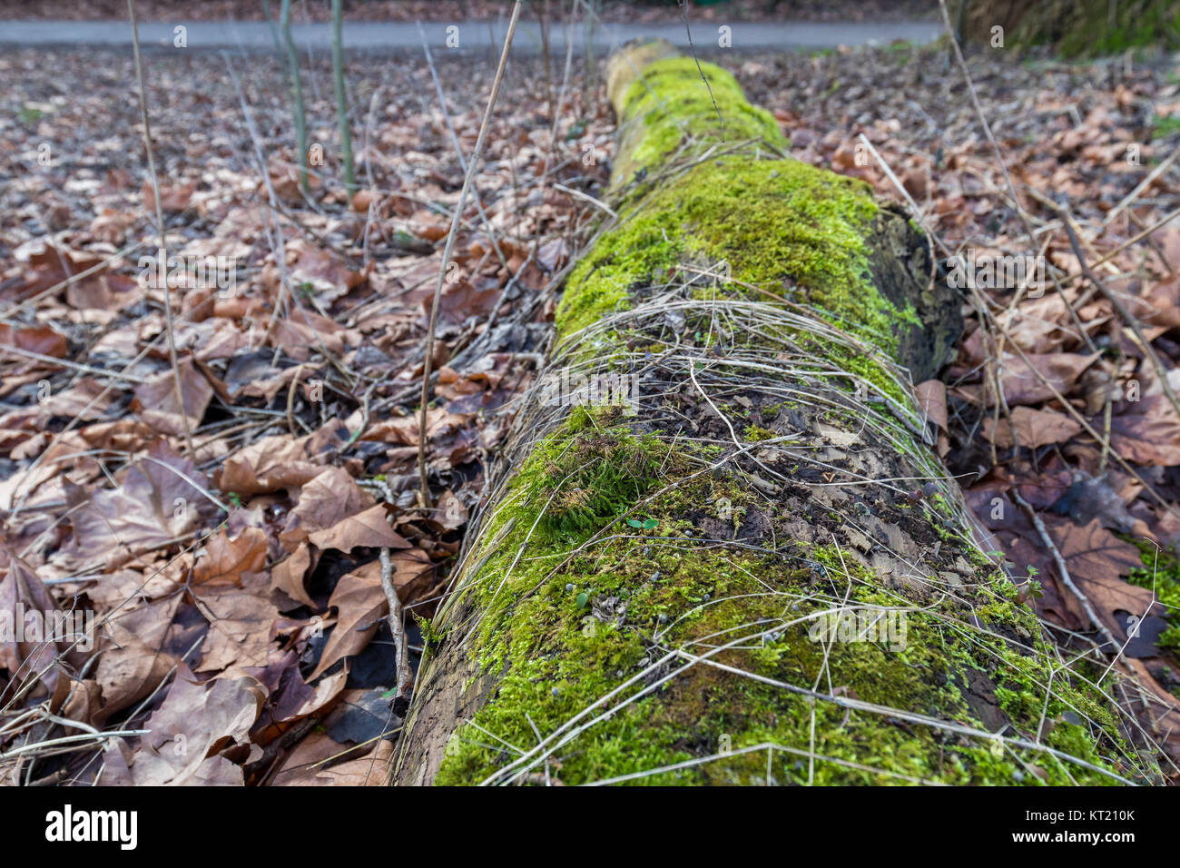 Rotten Log filled with moss and other plants growing Stock Photo - Alamy