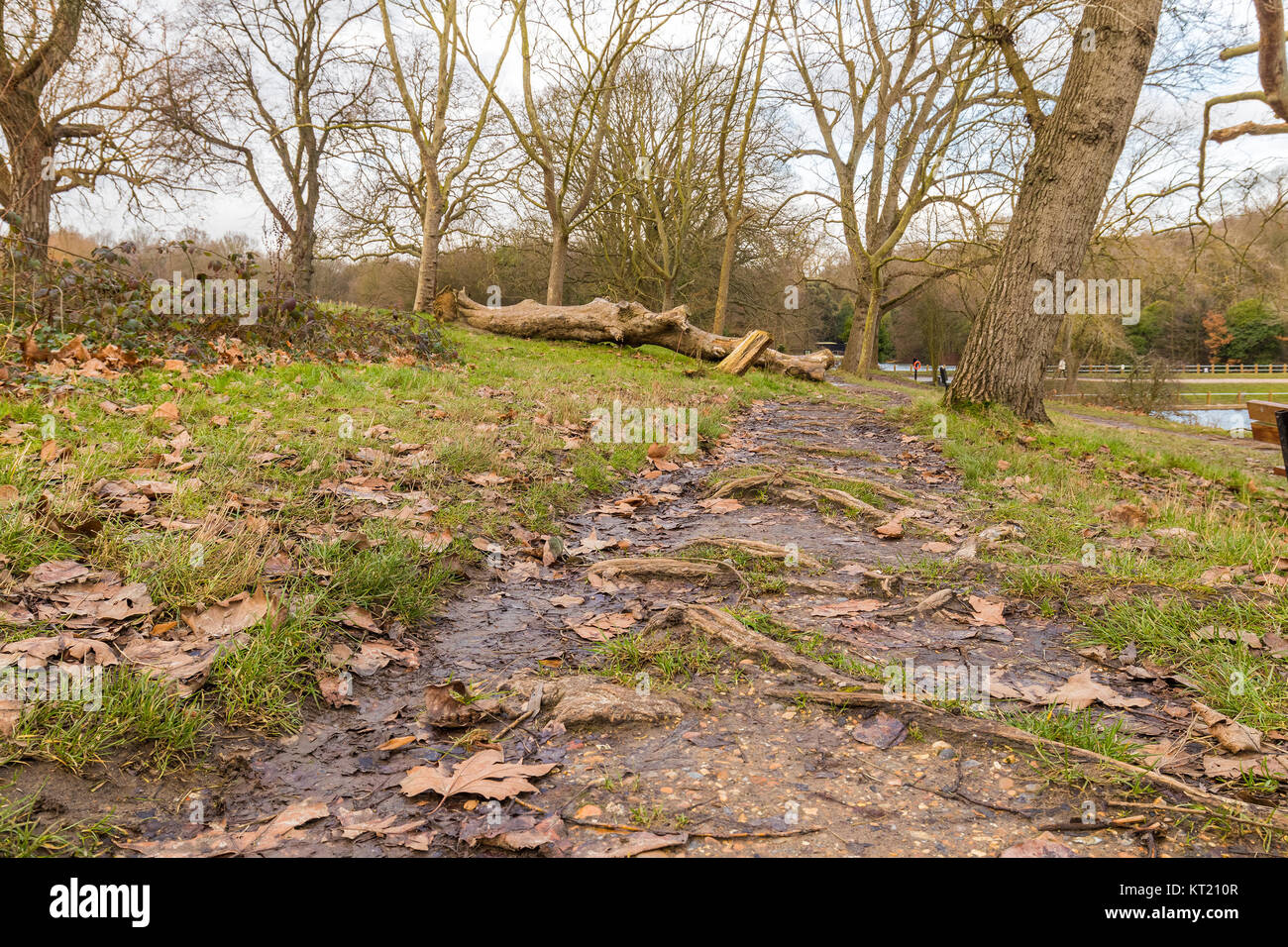 Fallen tree in the park and left to rot Stock Photo - Alamy