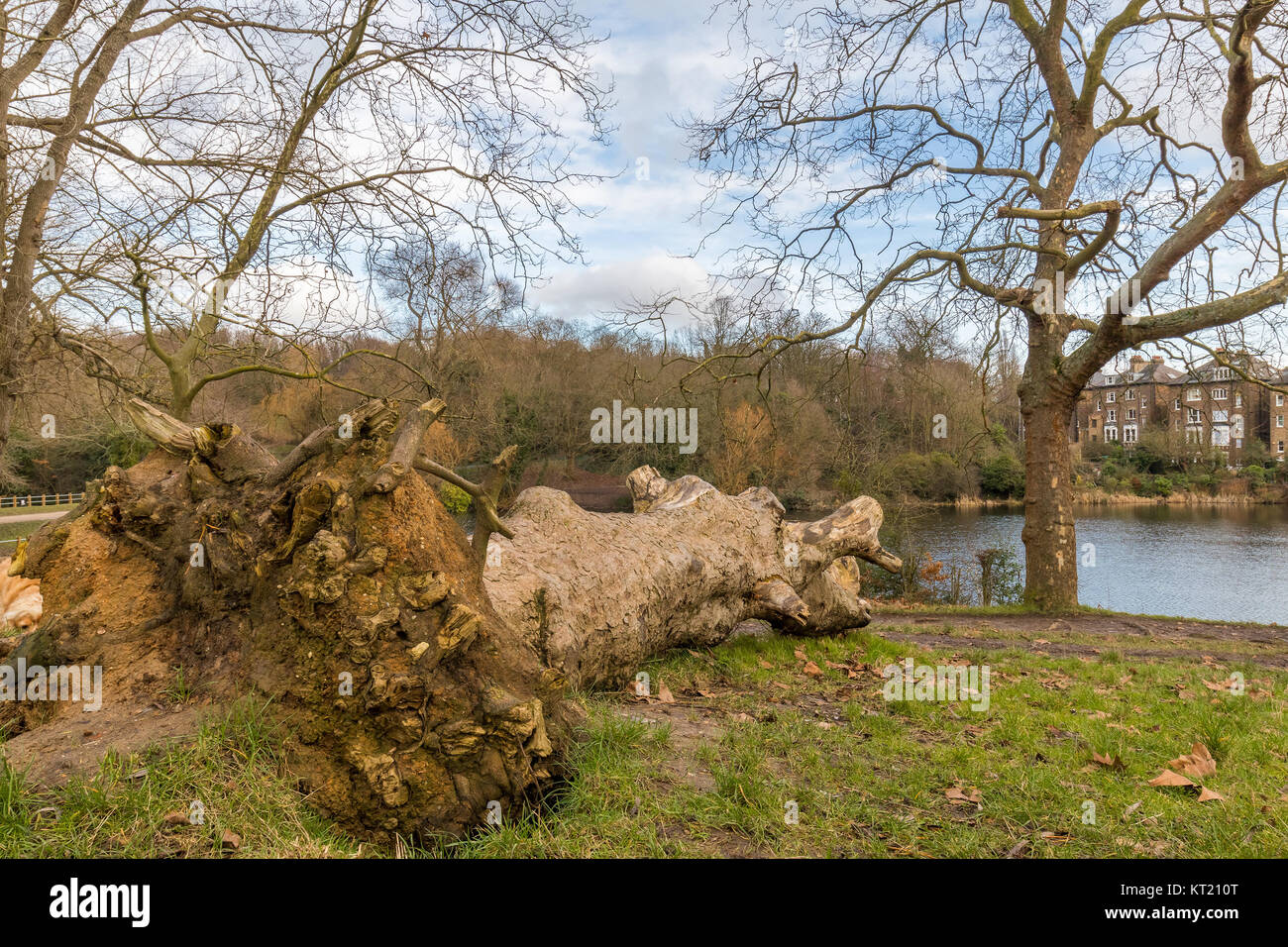 Fallen tree in the park and left to rot Stock Photo - Alamy