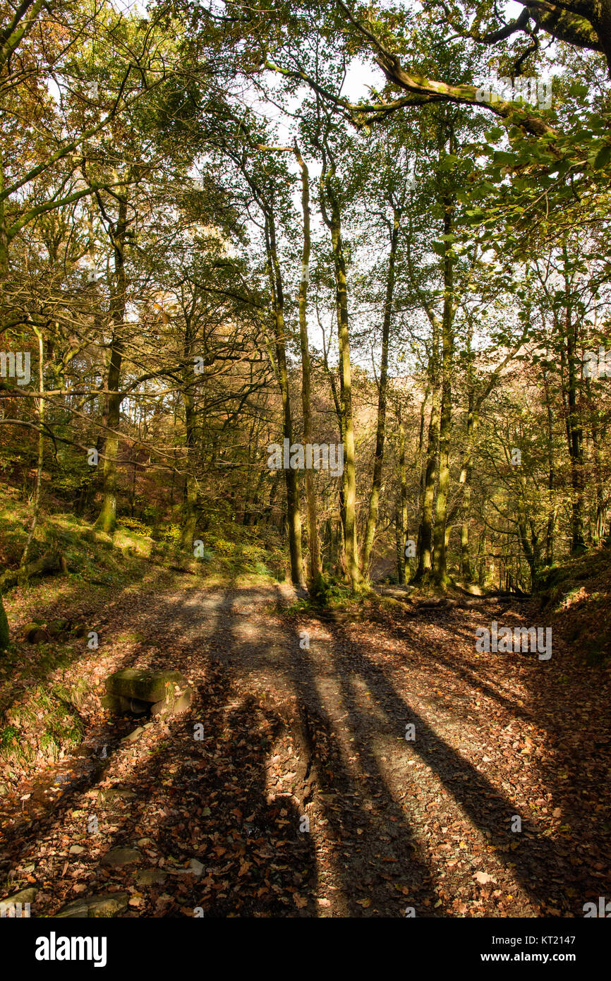 Trees display autumn colours along the National Cycle Network Route 6 ...