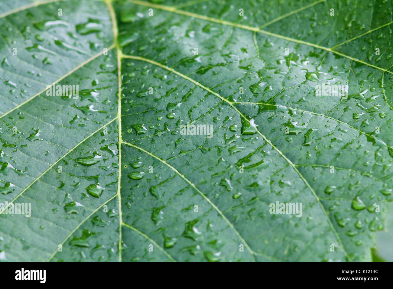 Dew covered leaf surface Stock Photo - Alamy