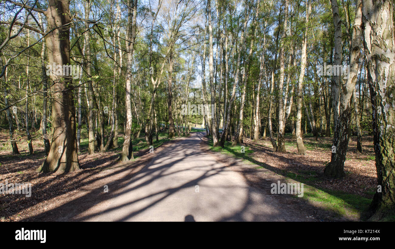 Afternoon sun casts long shadows from trees over a footpath through ...