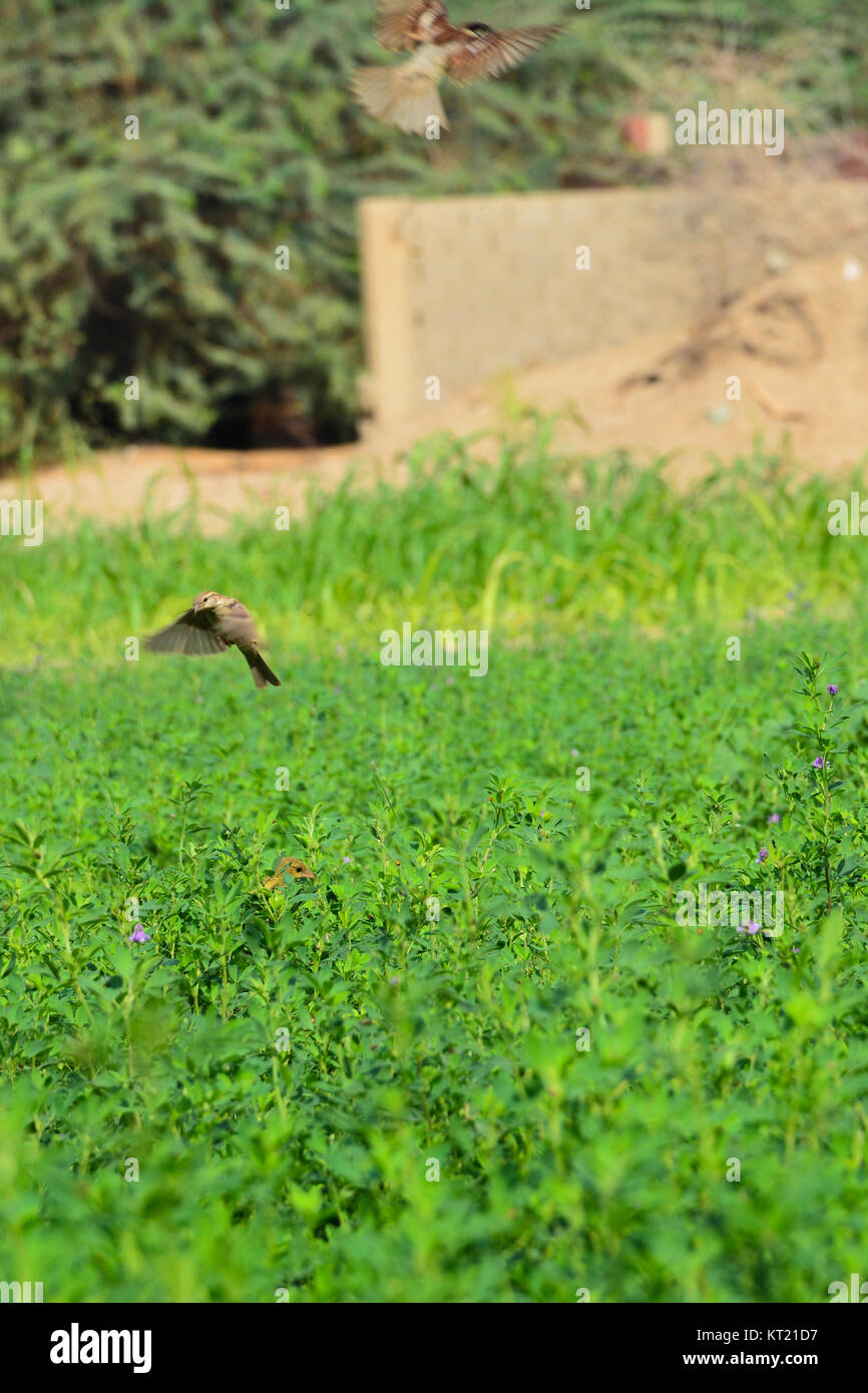 Flying Eurasian Tree Sparrow (Passer montanus) in autumn. Saudi arabia ...