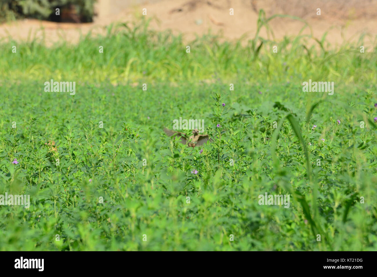 Flying Eurasian Tree Sparrow (Passer montanus) in autumn. Saudi arabia ...
