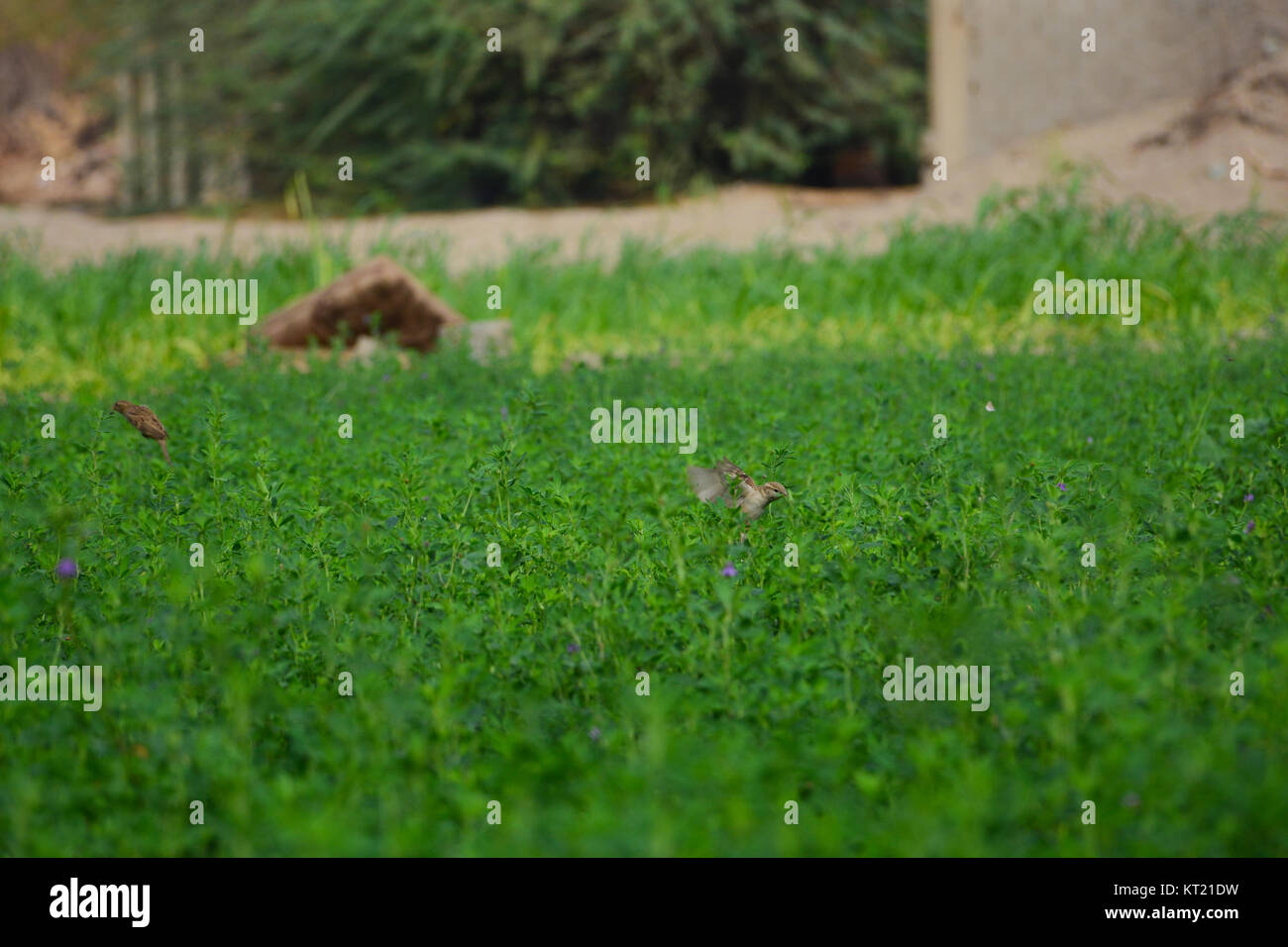Flying Eurasian Tree Sparrow (Passer montanus) in autumn. Saudi arabia ...