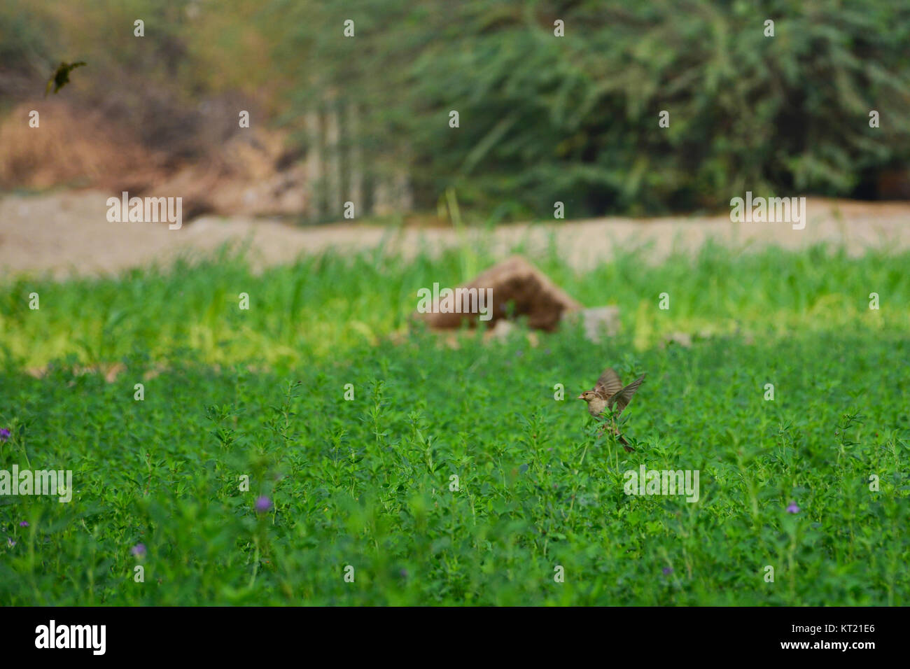 Sparrow flying garden hi-res stock photography and images - Alamy