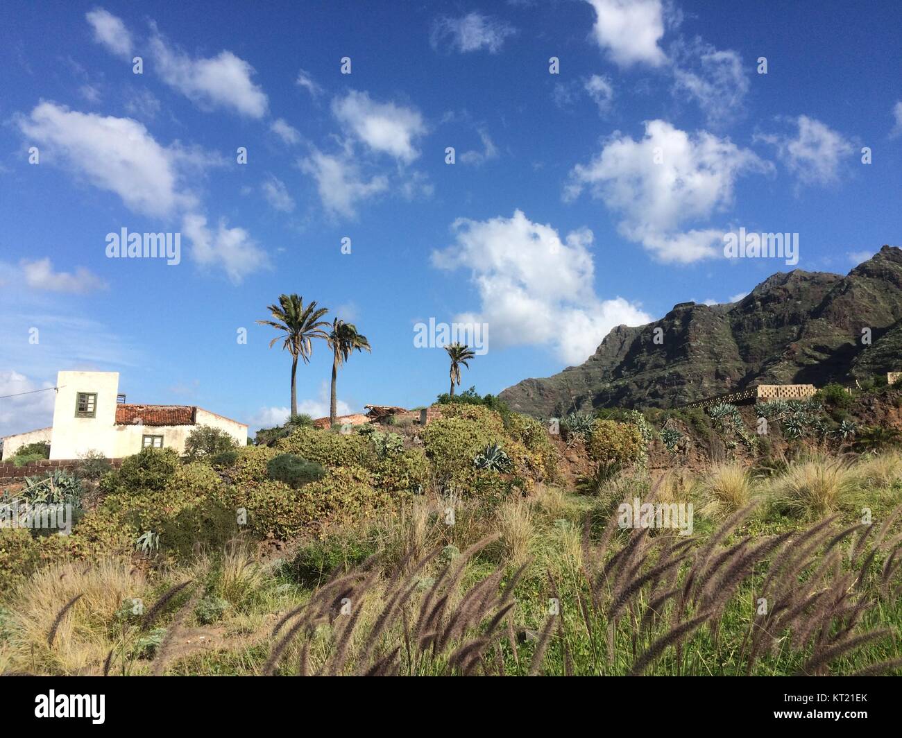 Altes Haus unter Palmen Stock Photo - Alamy
