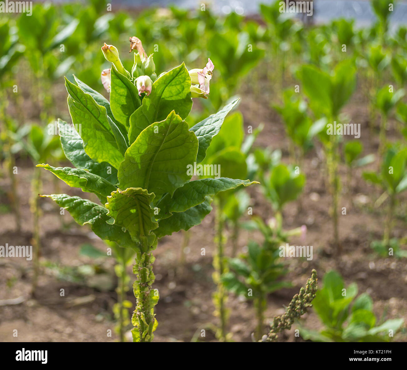 Cigarette flower hi-res stock photography and images - Alamy