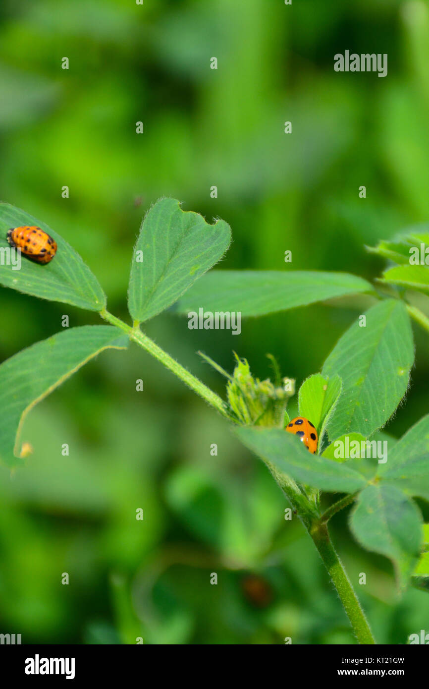 Ladybug on Green Grass Over Green Bachground Stock Photo - Alamy
