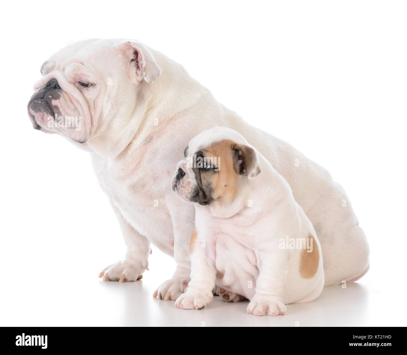 mother and son bulldogs on white background Stock Photo - Alamy