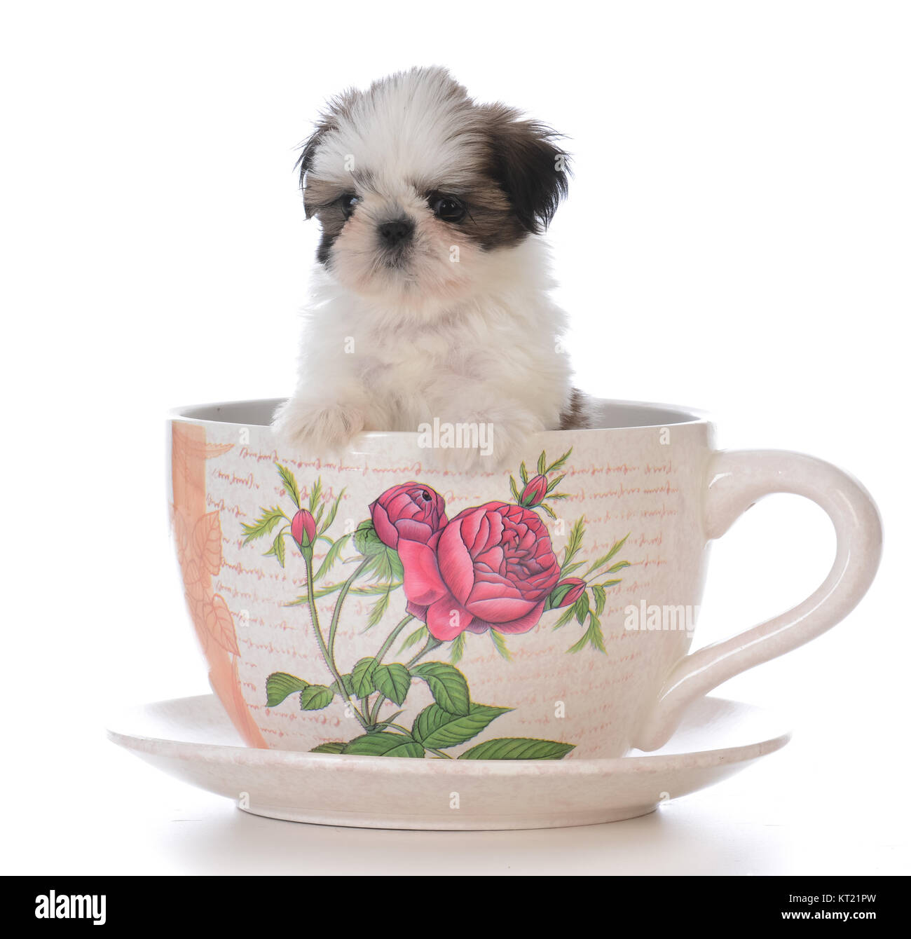 adorable shih tzu puppy in a tea cup on white background Stock Photo - Alamy