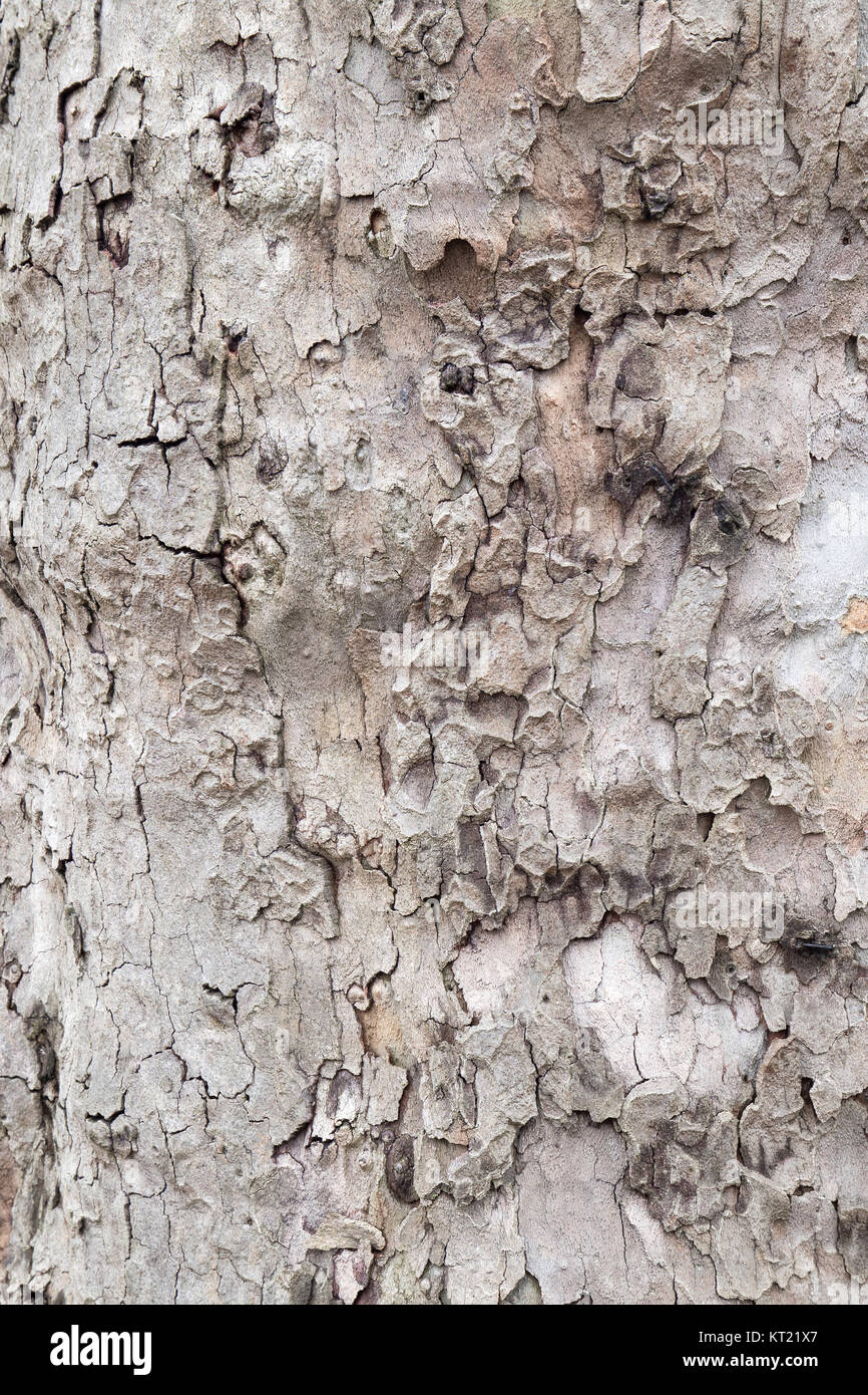Fissured bark High Resolution Stock Photography and Images - Alamy