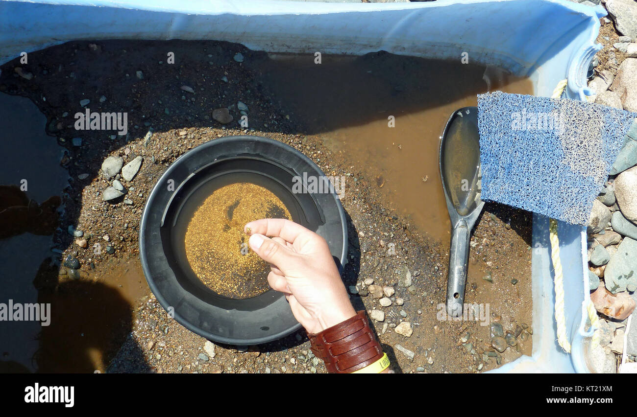 Hand gold in gold pan hi-res stock photography and images - Alamy