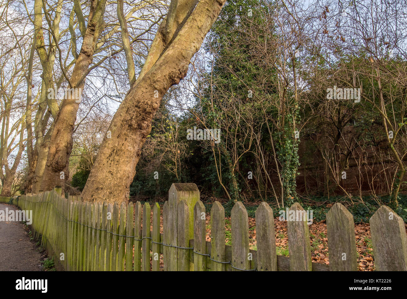 Trees in the wood behind a fence Stock Photo - Alamy
