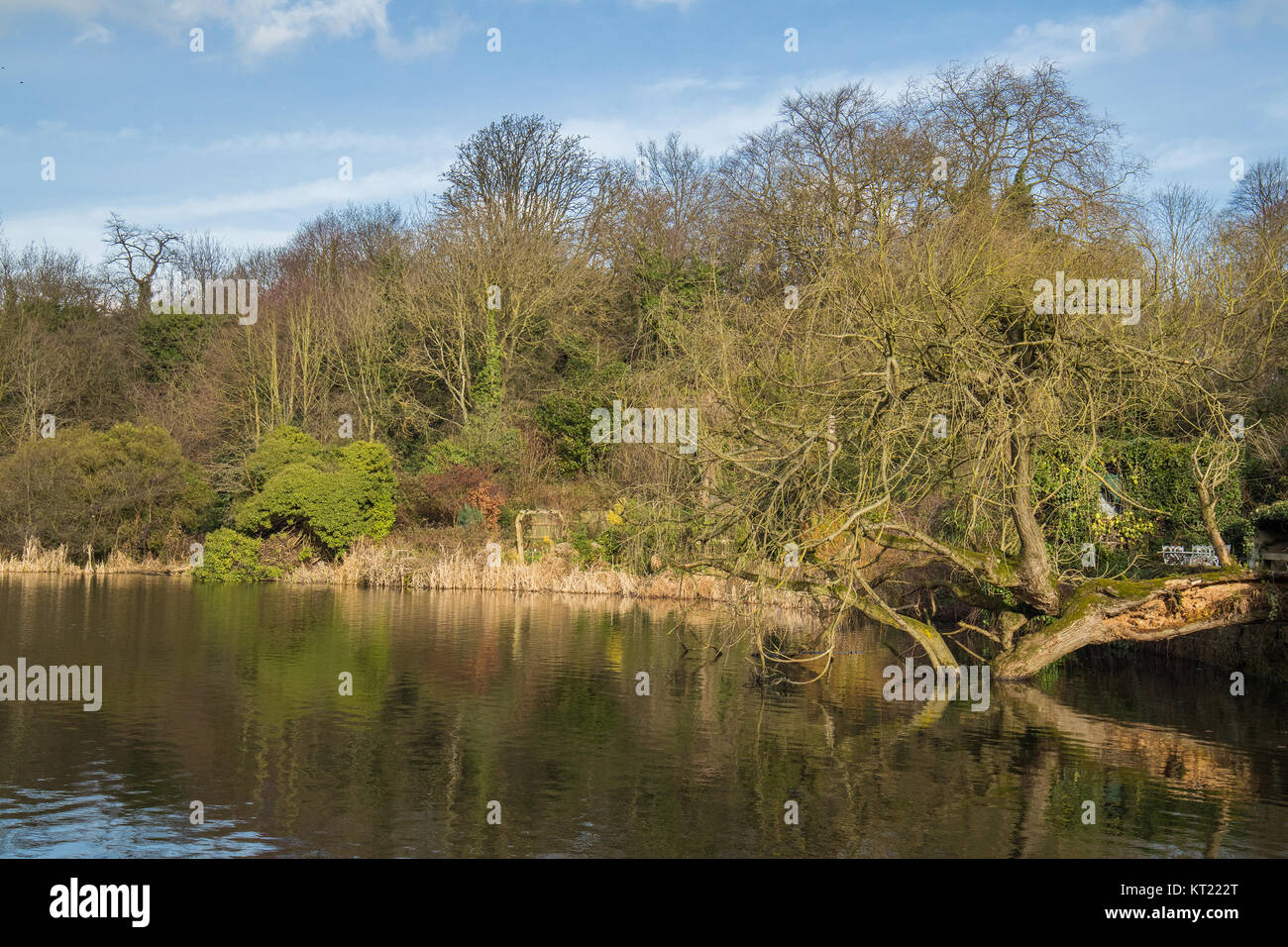 Tree fallen over the water Stock Photo - Alamy