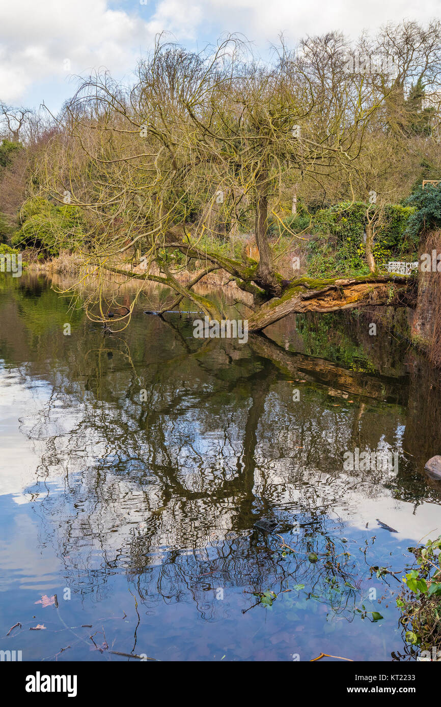 Tree fallen over the water Stock Photo - Alamy