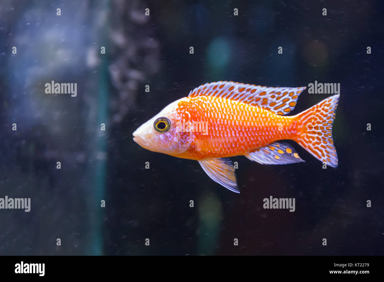one red fish swimming Stock Photo - Alamy