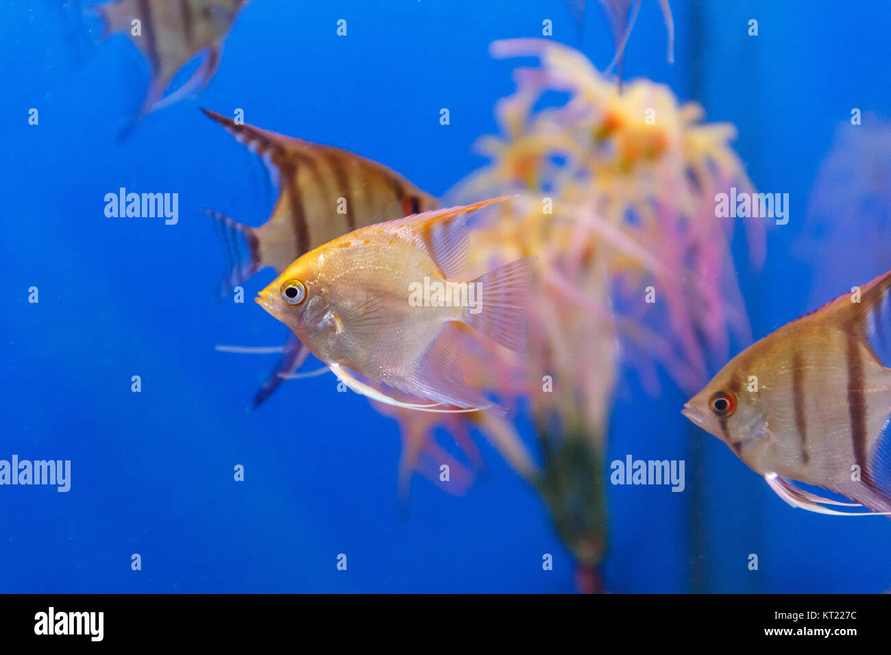 Several triangle shaped scalare fishes Stock Photo - Alamy