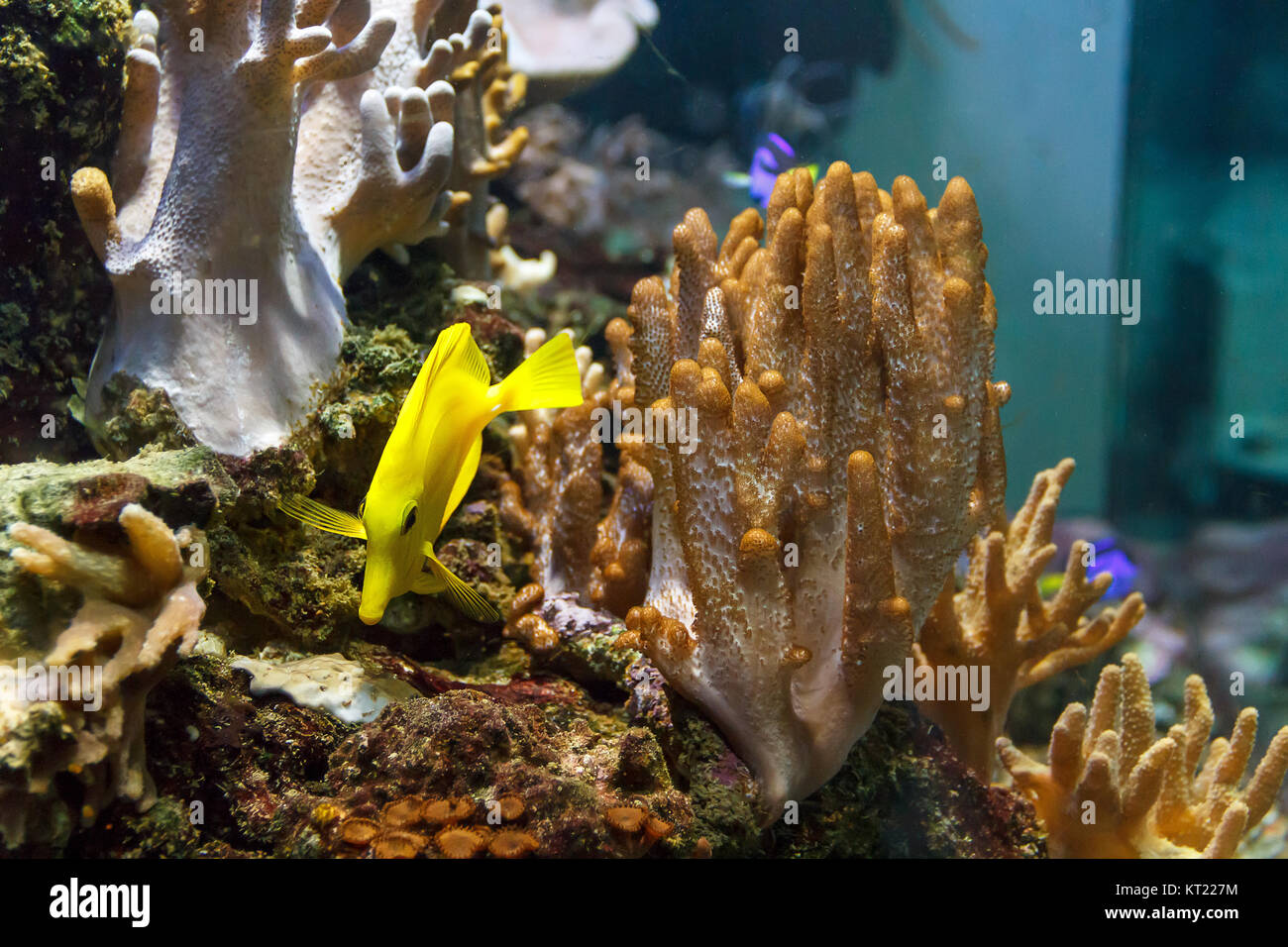 Surgeon fish on background underwater hi-res stock photography and ...
