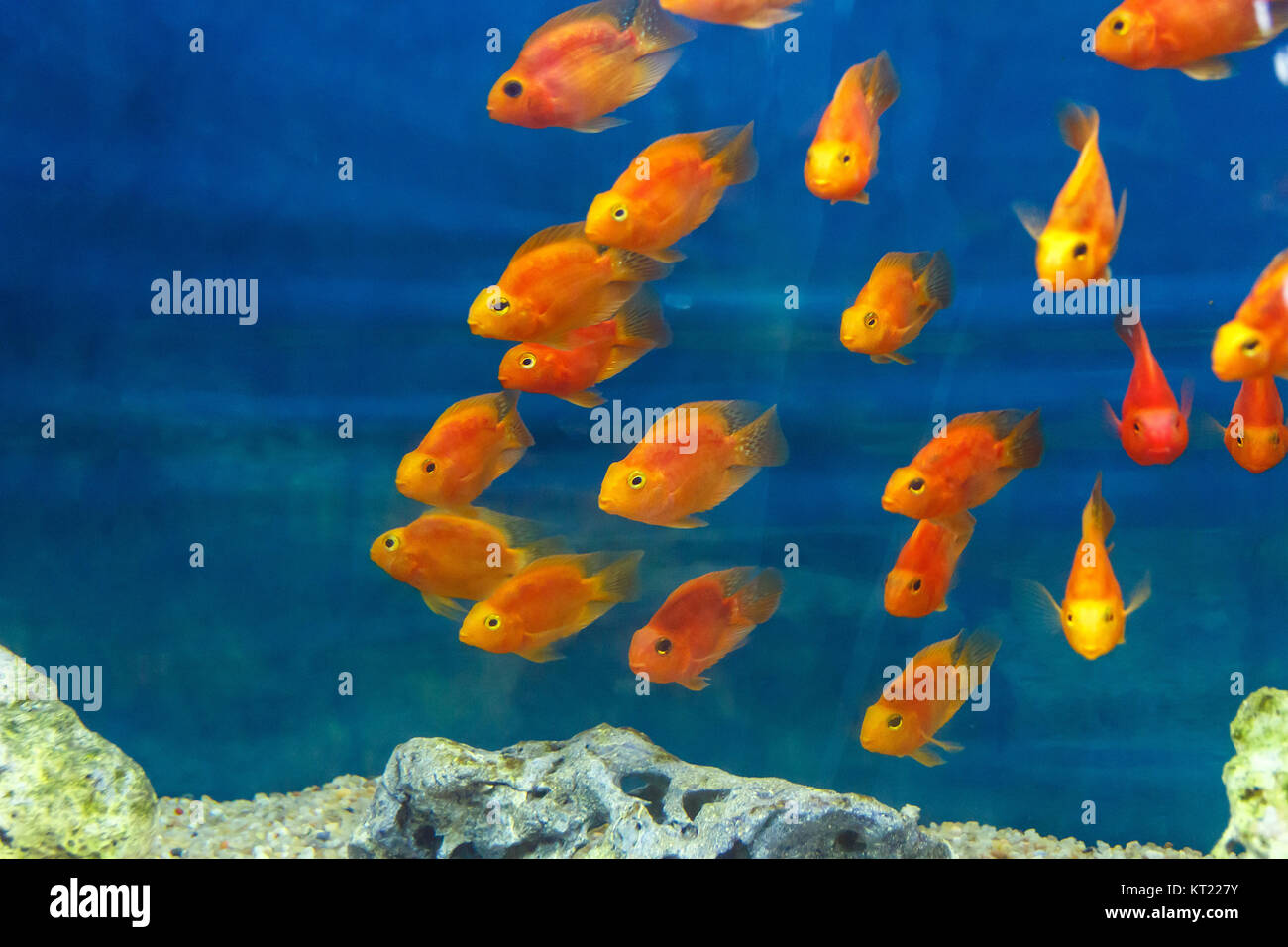 Group of orange red parrot cichlid Stock Photo - Alamy